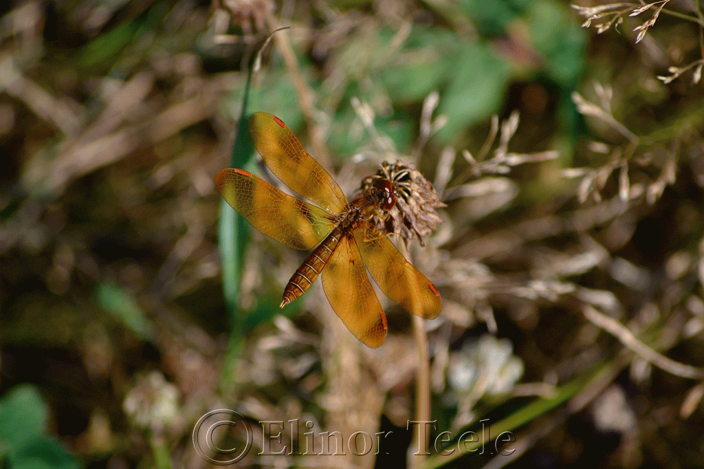 Eastern Amberwing Dragonfly - Squam Creative Services