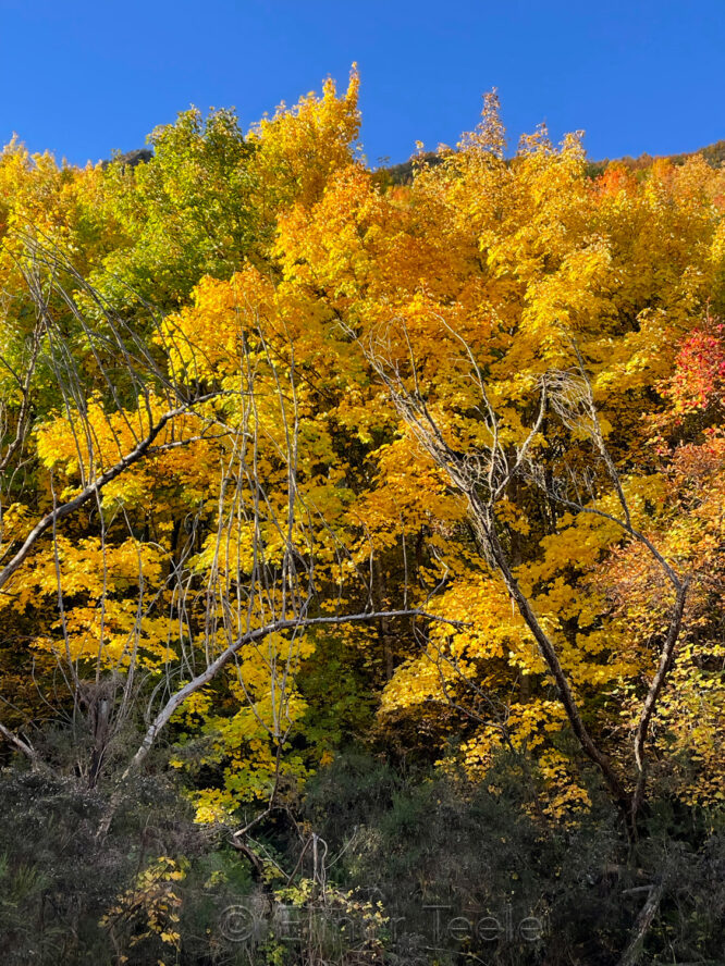 Arrowtown in Autumn – Arrow River Trees - Squam Creative Services